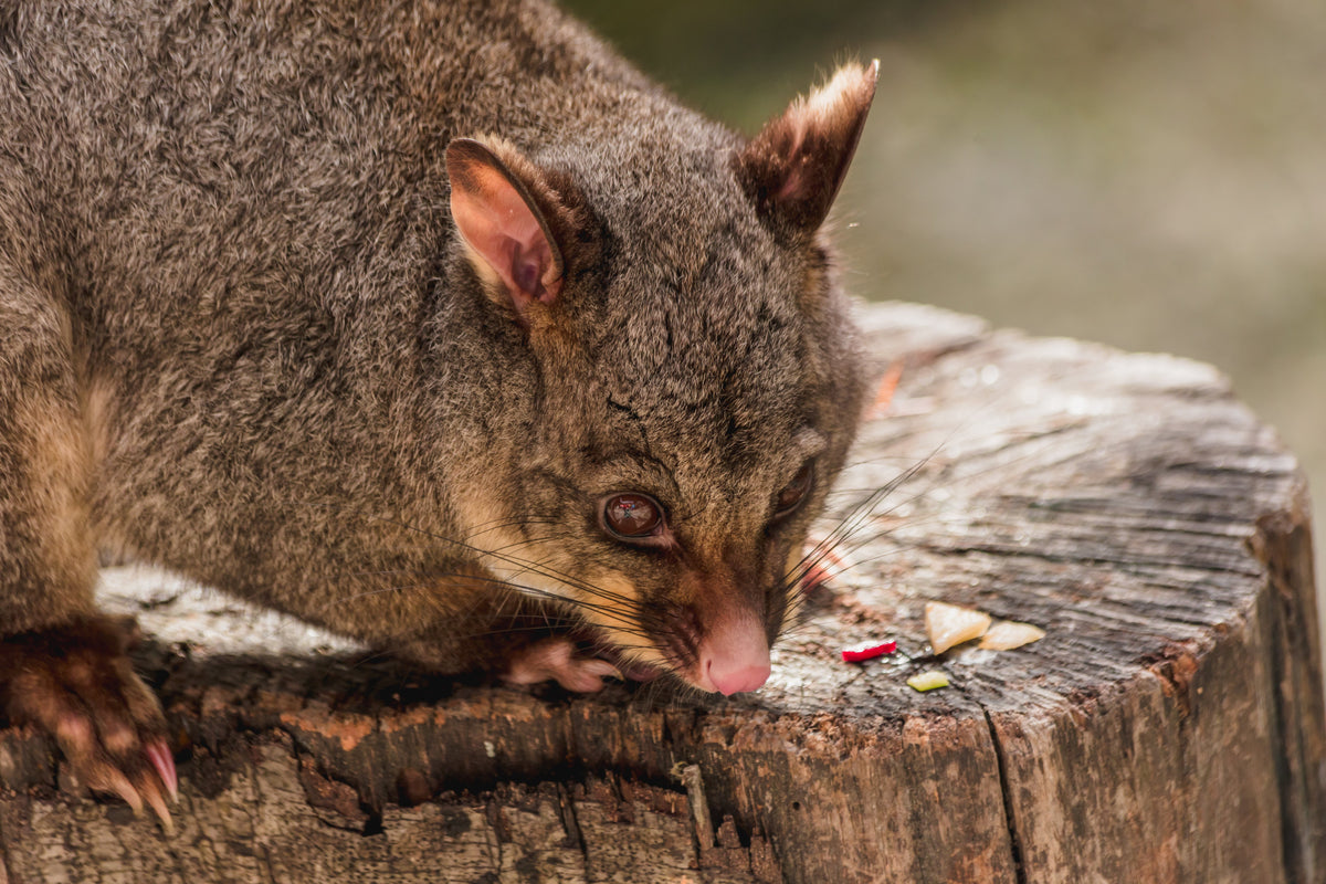 Unveiling the Destructive Truth About Possums: Impact on New Zealand's